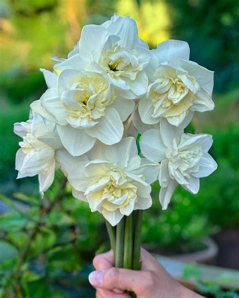 Narcissus Androcles Bulbs — Buy Online At Farmer Gracy Uk