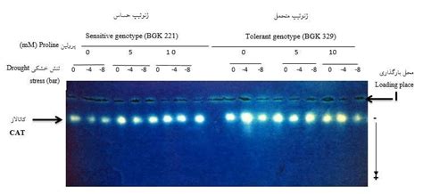 A Sample Of A Stained Gel For The Catalase Monomorphic Enzyme