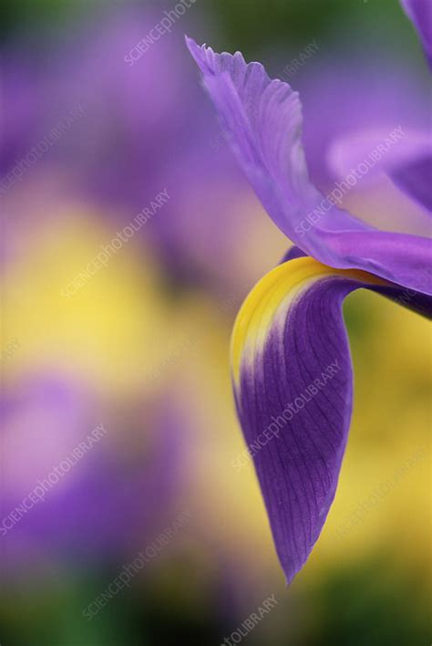 Iris Flower Iris Sp Stock Image B570 0443 Science Photo Library