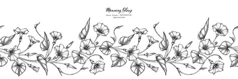 Morning Glory Vine Drawing