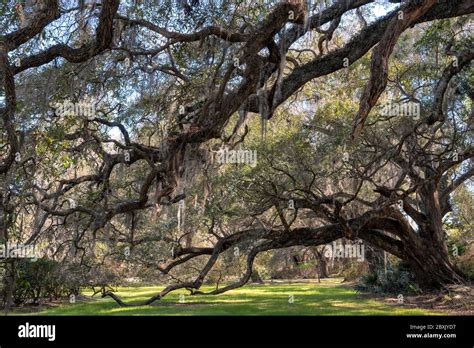 Southern Live Oak Trees With Their Branches Touching The Ground
