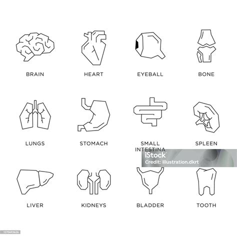 내부 장기 관련 벡터 선 아이콘의 간단한 집합입니다 생식 시스템 뇌 심장 안구 뼈 폐 위 간 비장 등과 같은 아이콘이 포함되어 있습니다 건강관리와 의술에 대한 스톡 벡터