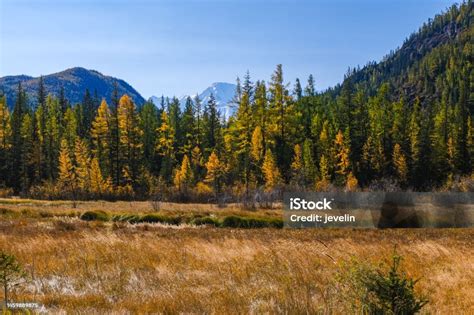 높은 눈 덮인 산 봉우리 노란 사막 가을 녹색 숲과 푸른 하늘 사이의 뱀 아스팔트 도로 마운트 풍경의 배경에 대한 고속도로의 자동차 가을에 대한 스톡 사진 및 기타 이미지