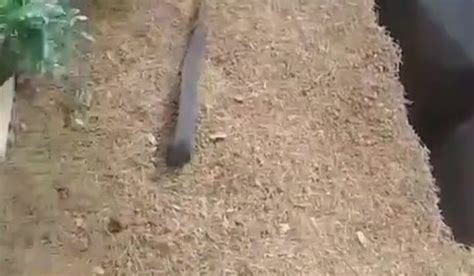 รวมรูปภาพของ ญาติกรี๊ดสยอง คนงานสุสานทำโลงหล่น ศพยาย ร่วงออกมา เห็นแล้วเสียงร้องไห้ระงม รูปที่