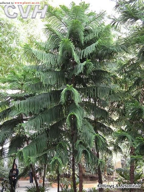 异叶南洋杉Araucaria heterophylla Salisb Franco 植物图片库 植物通