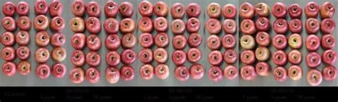 Effect Of Spraying Forchlorfenuron Cppu Or Cppu Ga 4 7 Solution On Download Scientific