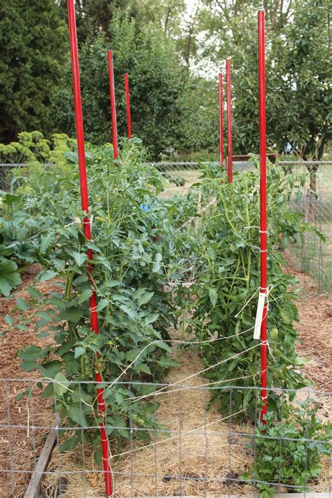 One More Method For Trellising Tomatoes Put Your Shovel Where Your Mouth Is