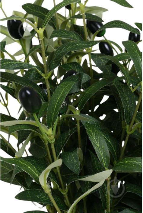 ᐉ Композиція оливкове дерево в пластиковому чорному горщику 60 см • Краща ціна в Києві Україні