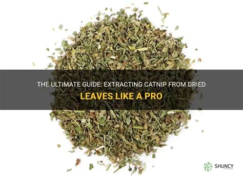The Ultimate Guide Extracting Catnip From Dried Leaves Like A Pro Shuncy