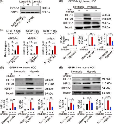 Tumor Igfbp‐1 Level Is Increased By Molecular Targeted Agent‐induced