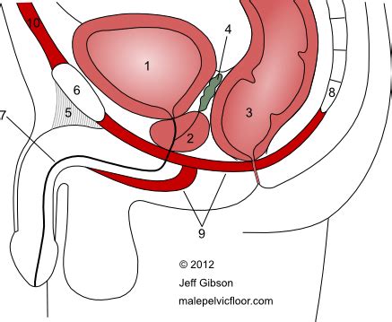 Male Pelvic Floor Advanced Massage And Bodywork