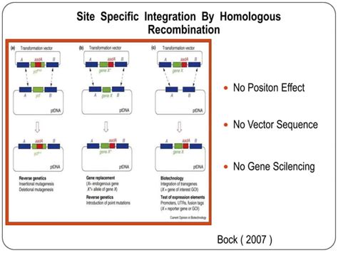 Multigene Engineering In Plants Ppt