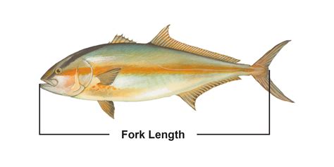 Best Fishing Practices Louisiana Department Of Wildlife And Fisheries