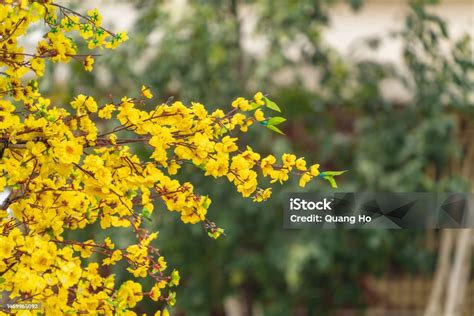 Ochna Integerrima Flower Royalty High Quality Free Stock Image Of