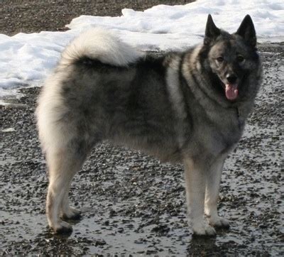 Norwegian Elkhound Alchetron The Free Social Encyclopedia