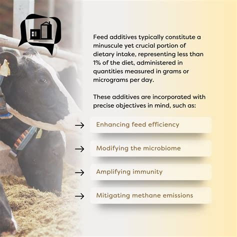 Each Additive Serves A Pivotal Function Meticulously Optimizing