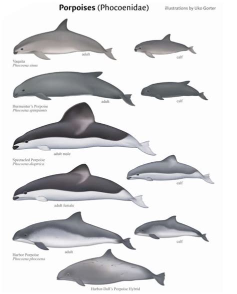 There Will Now Be Things To See • Phocoenidae All Porpoise
