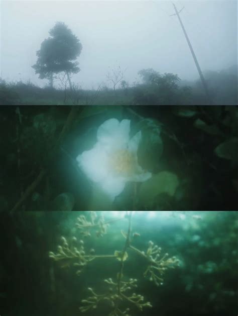 Id：413462774 Eerie Photography Nature Aesthetic Dream Photography