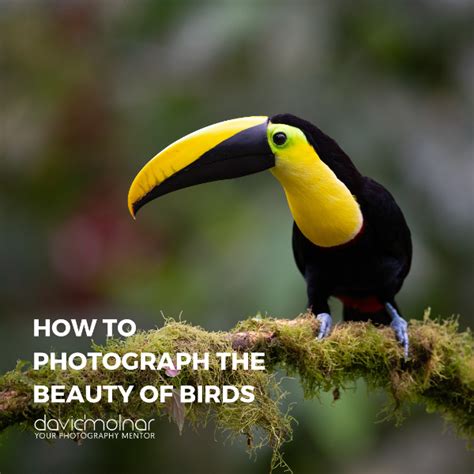 David Molnar Your Photography Mentor