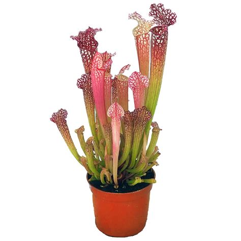 Sarracenia farnhamii hybrid | Primrose Trading