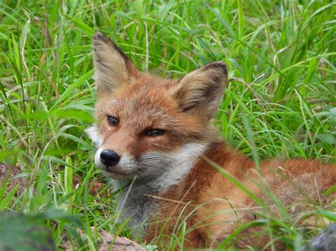 Wildlife In Aokigahara Forest Nature Guide Near Mount Fuji