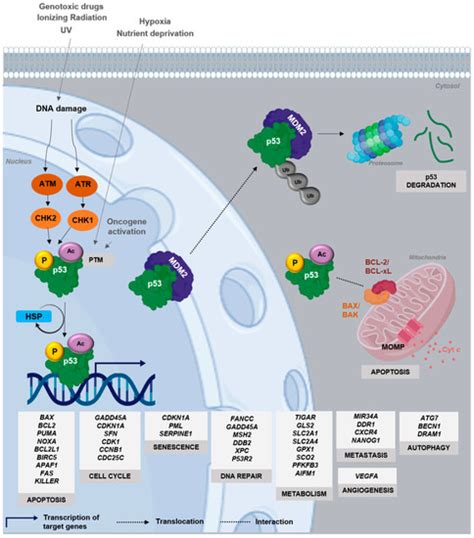 Structural And Drug Targeting Insights On Mutant P53