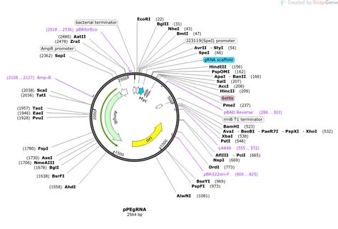 Ppegrna质粒图谱、载体图谱、序列、价格、抗性、测序引物、大小等信息 生物风载体