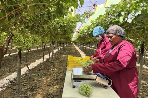 Field Scale A Ruggedised Portable Smart Weighing System Engineered For The Challenging