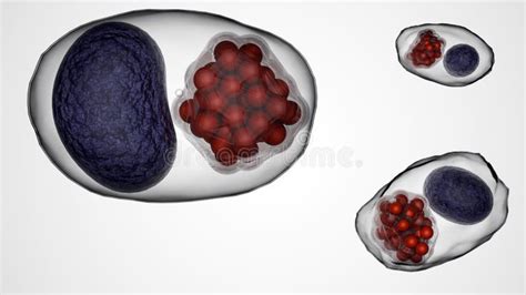 3d Rendering Of Chlamydia Trachomatis Inside Of Host Cells Stock Illustration Illustration Of