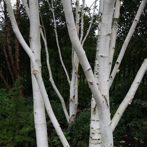 Betula Utilis Jacquemontii Himalayan Birch Tree