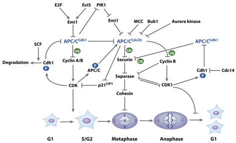 Function And Regulation Of The Apc C E3 Ligase During Somatic Cell Download Scientific Diagram