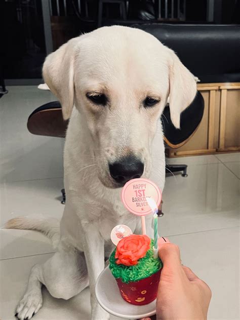 A Bittersweet Tale Of Silver S Surprise Collar SG