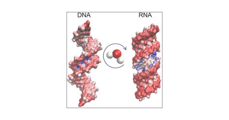 Molecular Origin Of Distinct Hydration Dynamics In Double Helical Dna And Rna Sequences The
