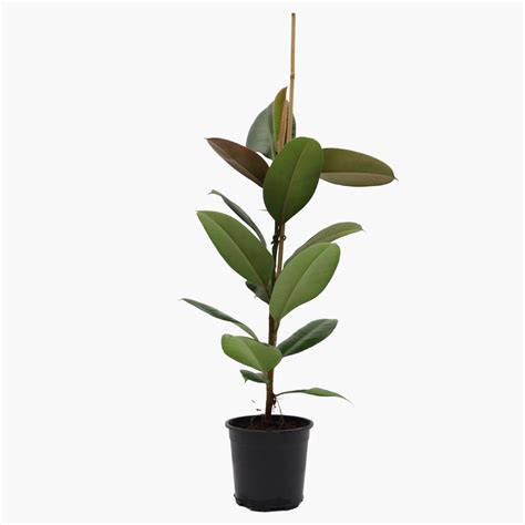 Kauçuk Çiçeği Ficus Elastica Robusta