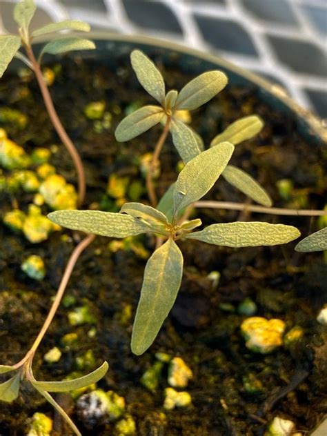 Palmer Amaranth And Waterhemp Cornell Weed Identification