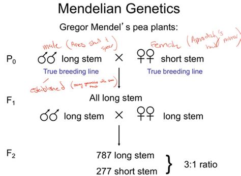 Fundamental Concepts In Classical Genetics Thomas Flashcards Quizlet
