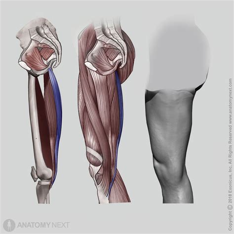 Semitendinosus Anatomy App