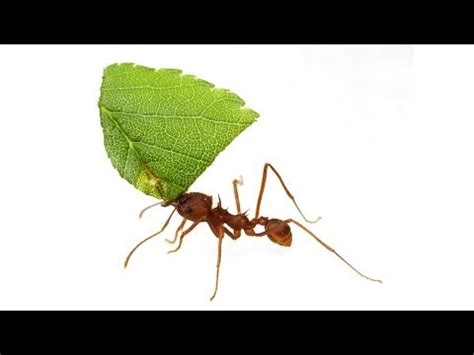 Ant Reproduction The Mary Sue