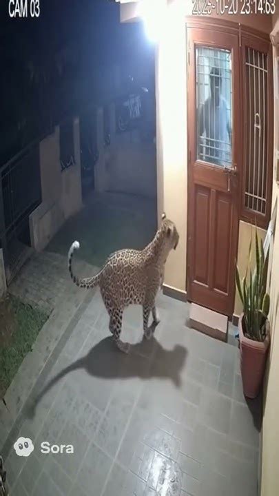 Leopard 🐆 Attack On A House Cctv Footage Cat Leopard Sora Youtube