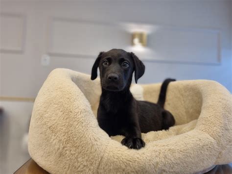 레브라도 리드리버 리브 스피츠성격 시바견성격 시베리안허스키성격 시츄성격 요크셔테리어성격 웰시코기성격 이탈리아그레이하운드성격 치와와성격 코카스파니엘성격 폼스키성격 폼치성격