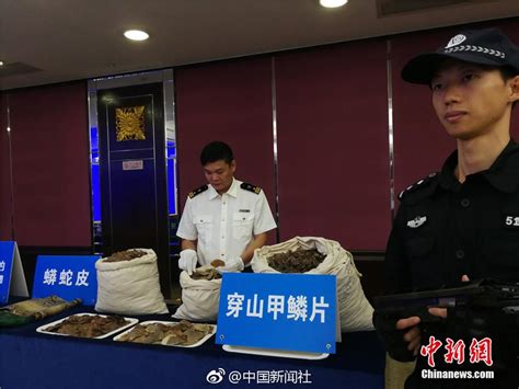 广州海关查扣走私穿山甲鳞片726吨 中工新闻 中工网