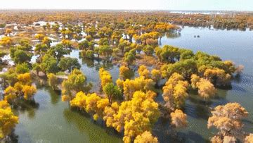 新华全媒 新疆罗布淖尔湿地百鸟翔集美景如画 天山网 新疆新闻门户