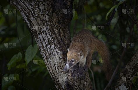 长鼻浣熊是长鼻浣熊科的一个属。
