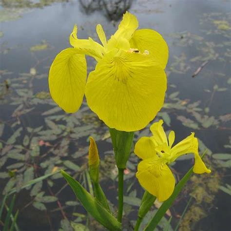 Iris Pseudacorus Yellow Flag Iris Feileastram True Harvest Seeds Shop