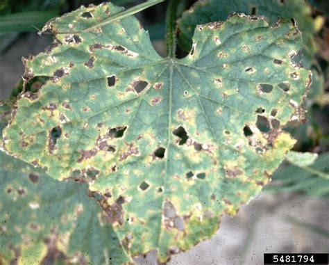 Angular Leaf Spot Of Cucumber Pseudomonas Syringae Pv Lachrymans