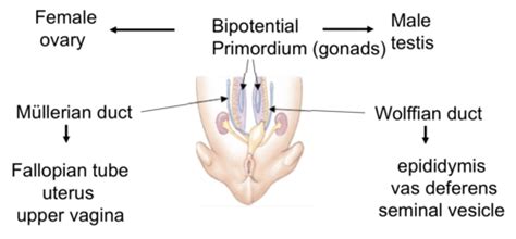 Sex Determination Wh Flashcards Quizlet