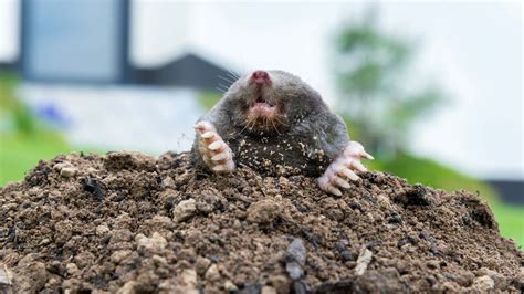 100 Mole Wallpapers