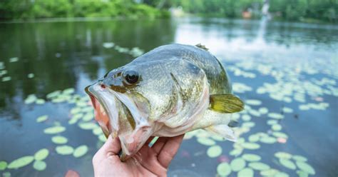 The 12 Best Bass Fishing Lakes And Rivers In Pennsylvania