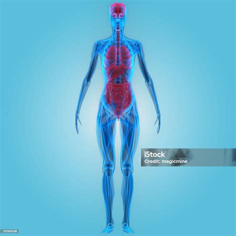 인간 장기 뇌 폐 대형 소장 신장 건강관리와 의술에 대한 스톡 사진 및 기타 이미지 건강관리와 의술 과학 근육질 체격
