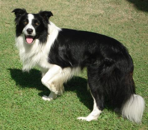 Border Collie Herding Dog Intelligent And Obedient